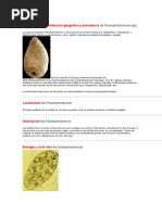 Técnica McMaster en Parasitología Veterinaria | PDF | Agua | Química