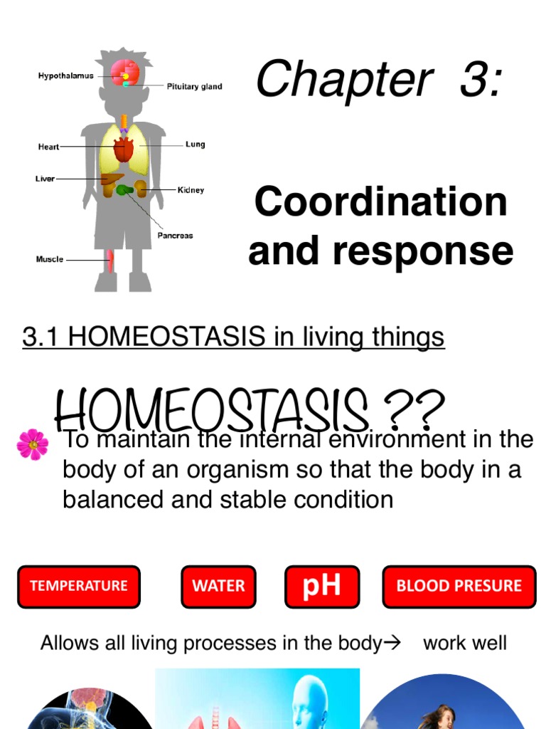 Coordination and Response | PDF | Homeostasis | Thermoregulation