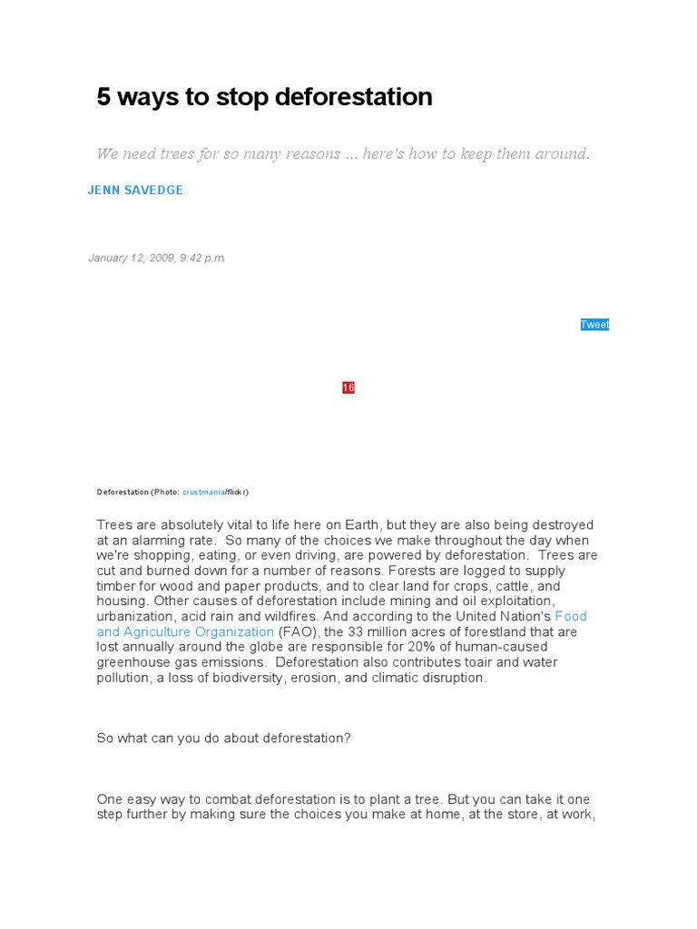 5 Ways To Stop Deforestation: We Need Trees For So Many Reasons ...