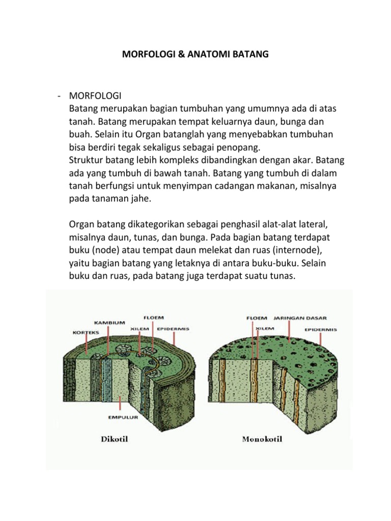 MORFOLOGI Dan Anatomi Batang | PDF