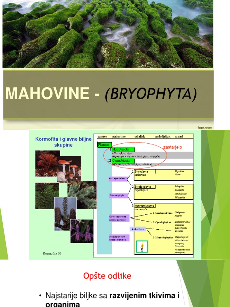 MAHOVINE | PDF