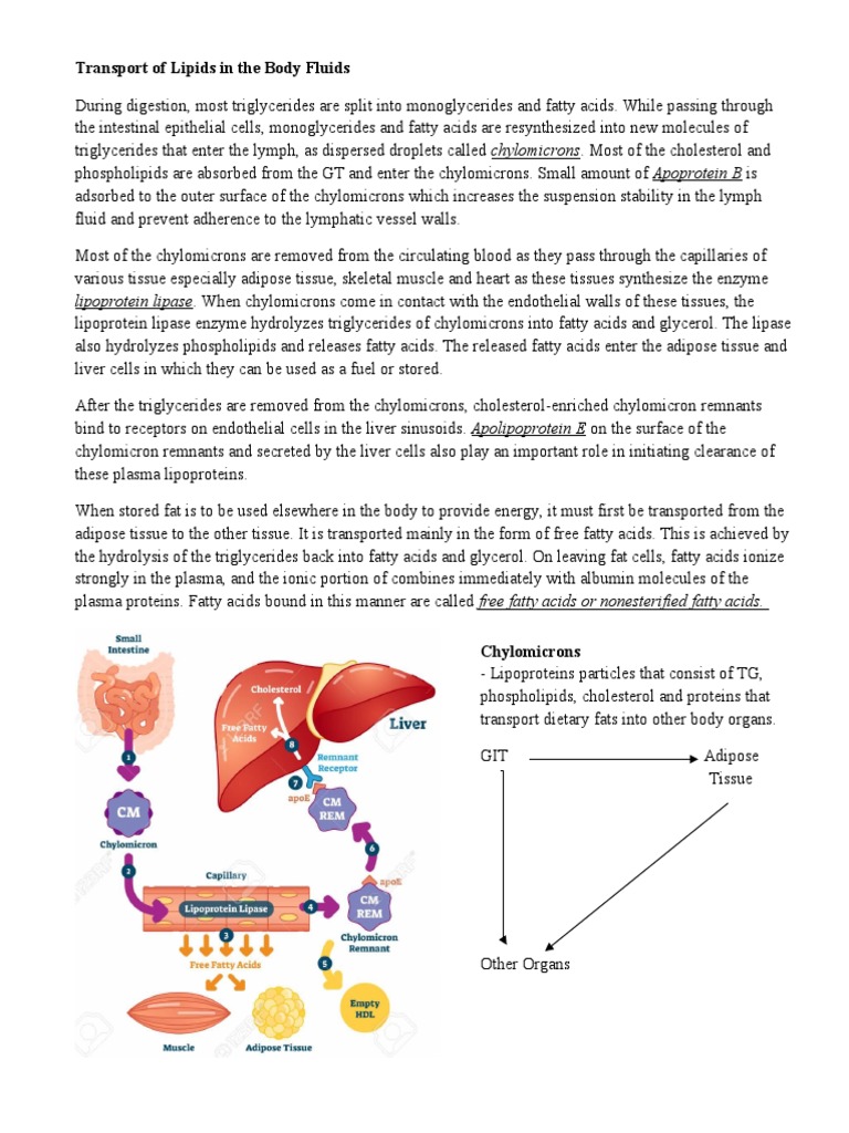 Transport of Lipids in The Body Fluids | PDF | Lipoprotein | Triglyceride