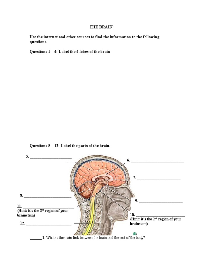 Nervous System Worksheet | PDF | Cerebrum | Brainstem