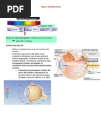 Anatomía de la Vía Visual Humana | PDF | Percepción visual | Corteza visual