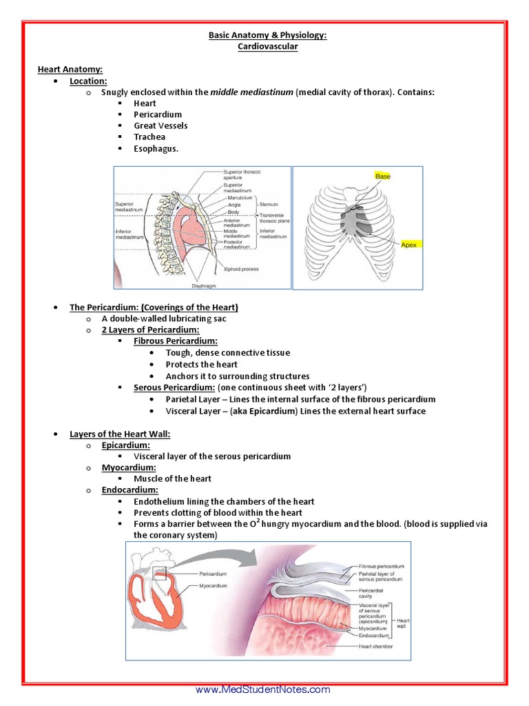Basic Anatomy & Physiology: Cardiovascular Heart Anatomy | PDF | Heart ...