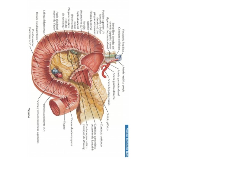 Duodeno Dibujo | PDF