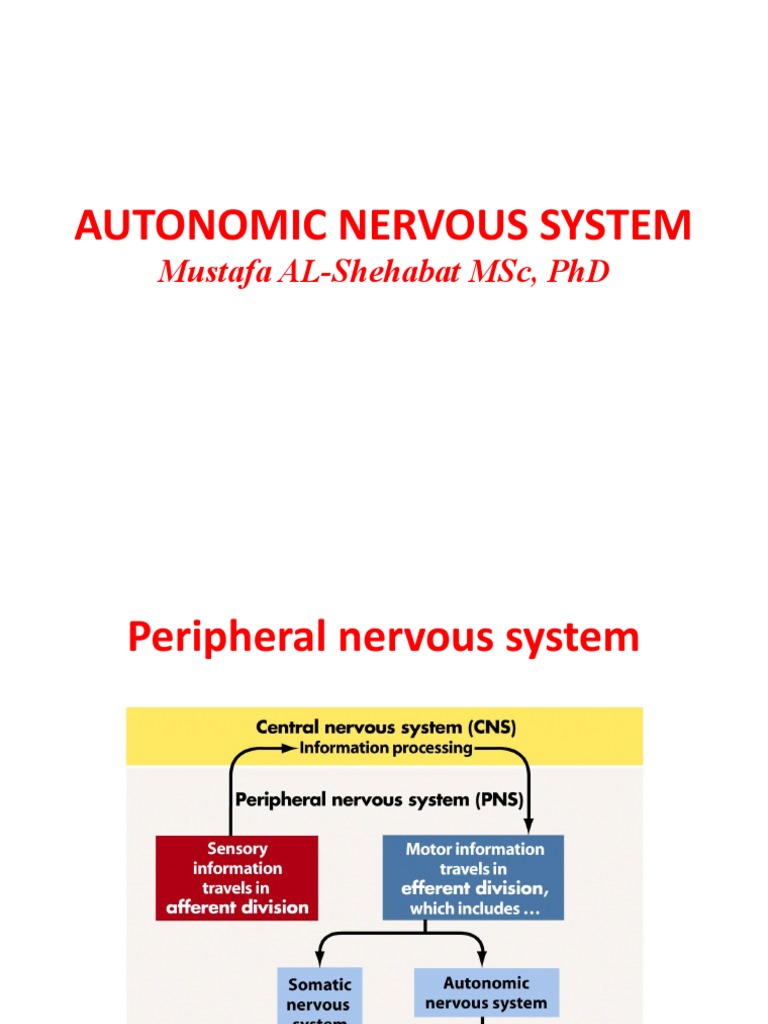 Autonomic Nervous System | PDF | Motor Neuron | Autonomic Nervous System