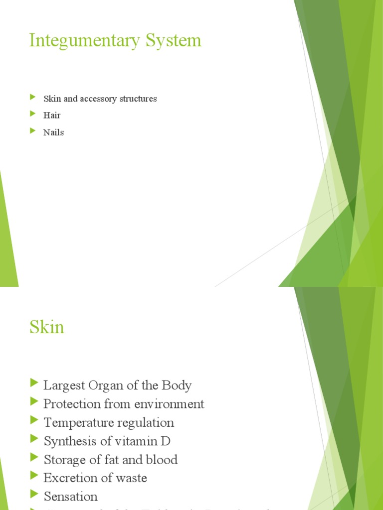 Integumentary System: Skin and Accessory Structures Hair Nails | PDF ...