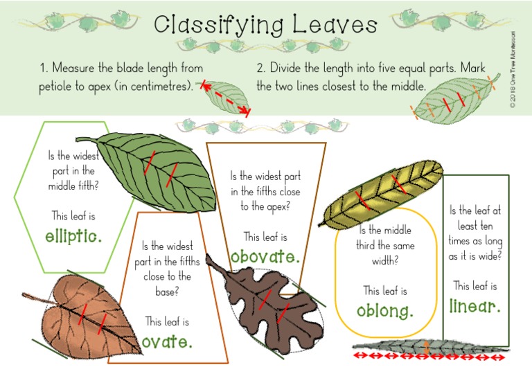 Classifying Leaves | PDF