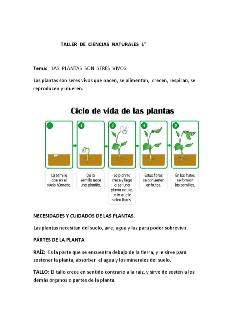 Las maravillas del mundo vegetal: Una introducción a las plantas como ...