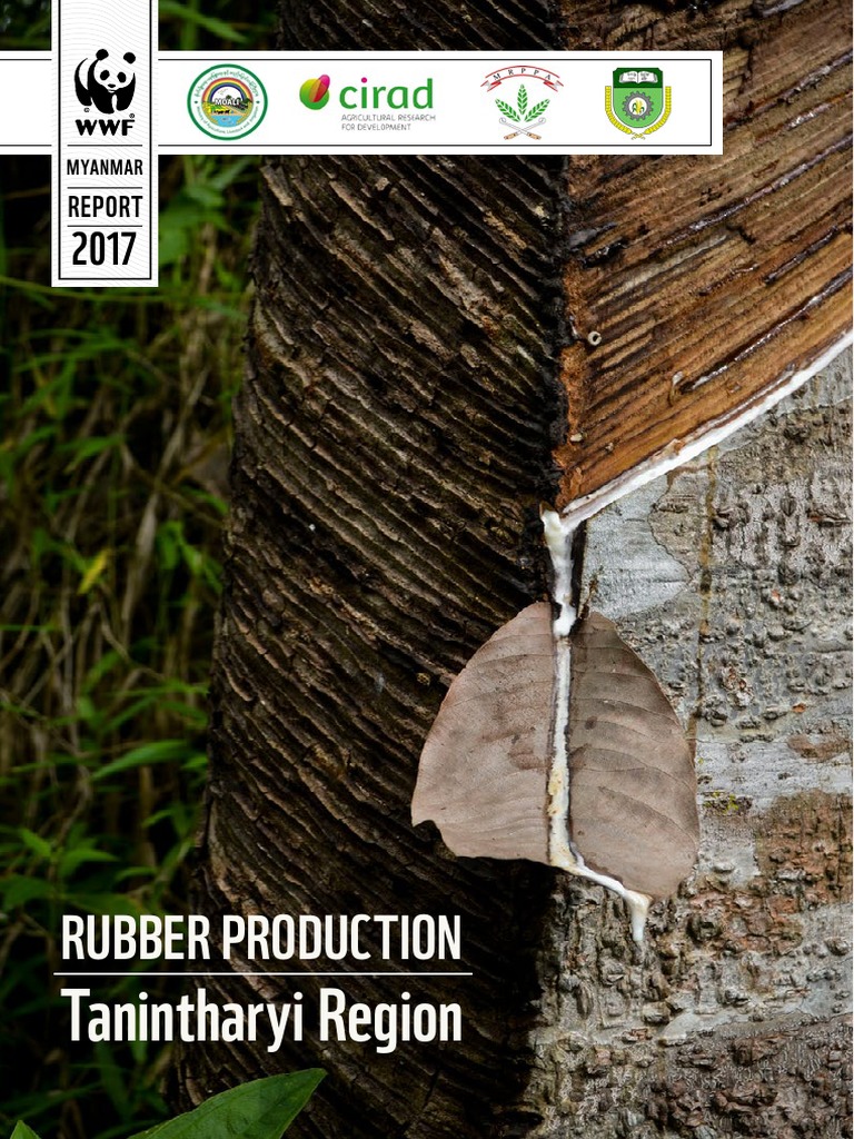 Rubber Production in Tanintharyi Region | PDF | Myanmar | Agriculture