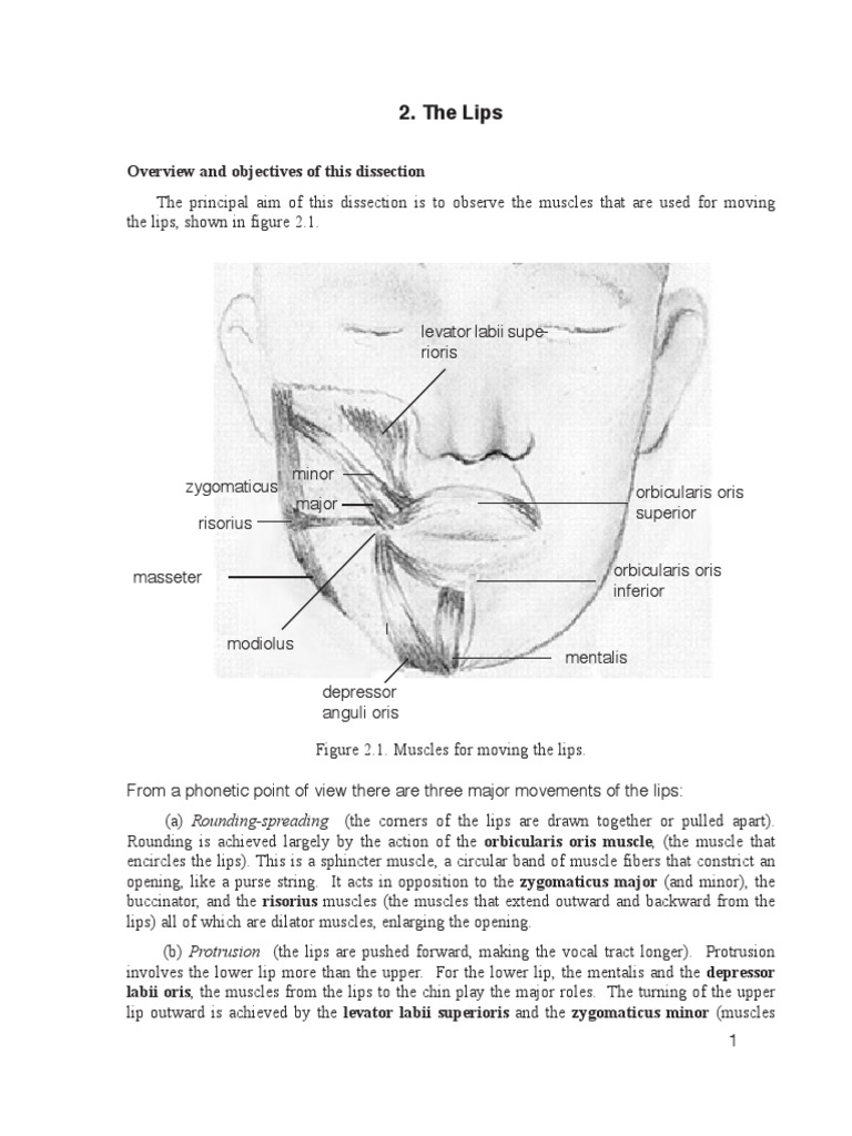 Speech Organs | PDF | Lip | Human Head And Neck