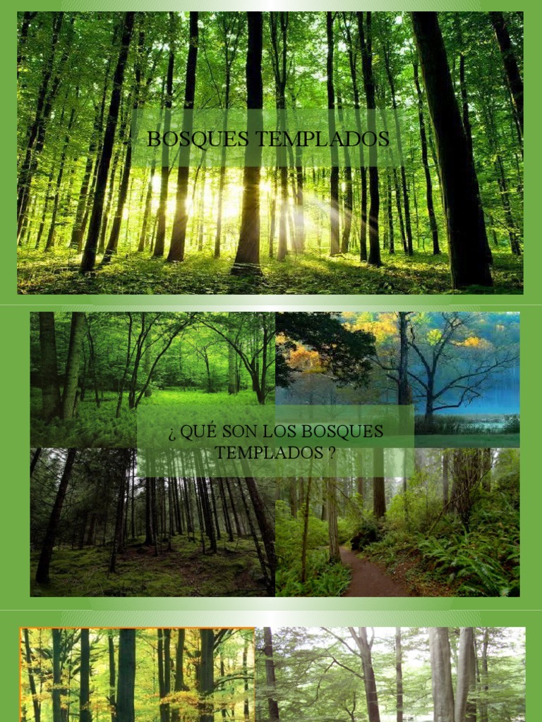 Bosques Templados | PDF