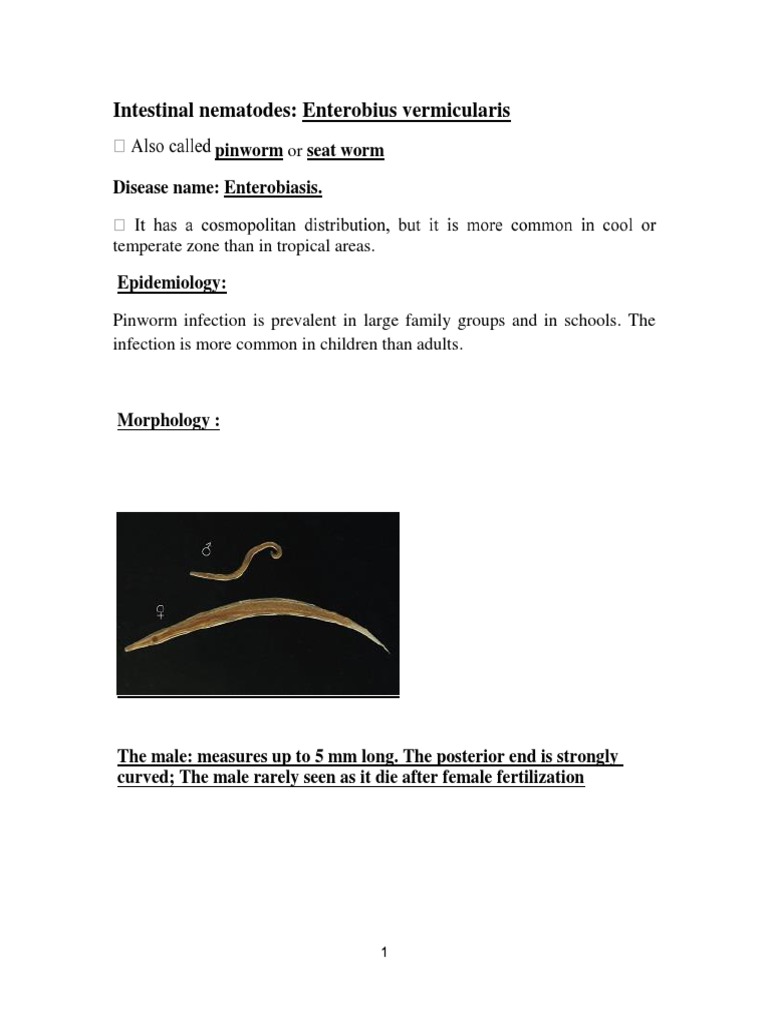 Intestinal Nematodes: Enterobius Vermicularis: Pinworm or Seat Worm ...