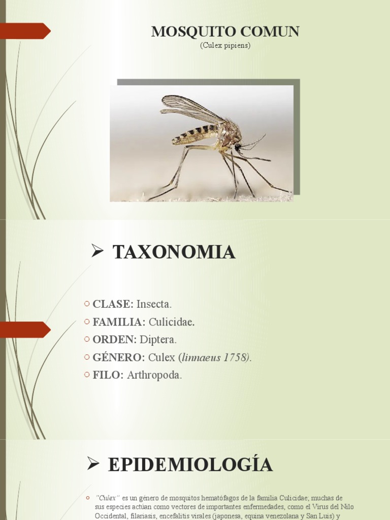 Mosquito Comun 123 | PDF