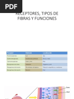 Clasificación de Fibras | PDF | Anatomía humana | Sistema nervioso