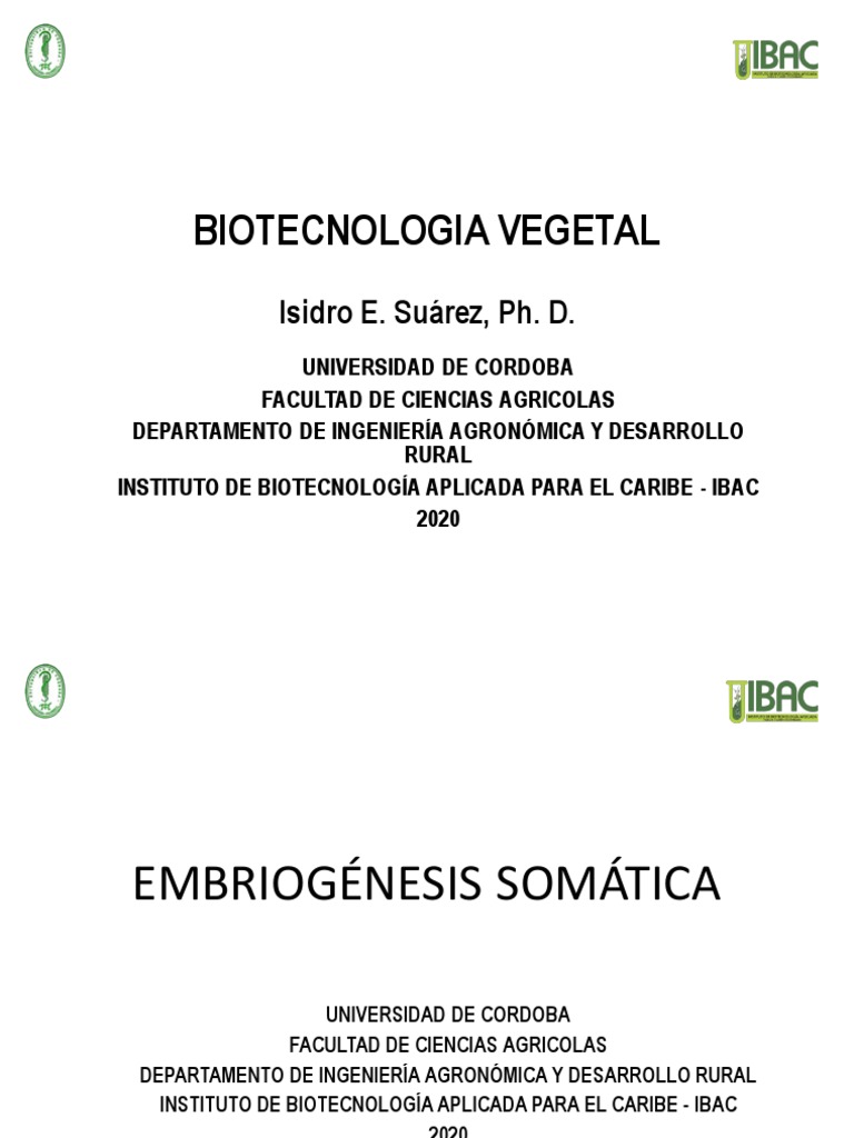 Embriogénesis Somática en Plantas | PDF | Auxina | Semilla