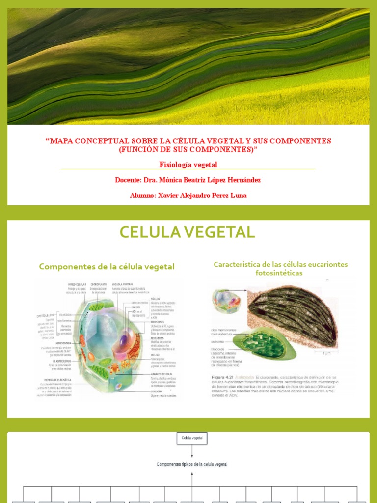 Mapa Conceptual, Célula Vegetal | PDF | Salud y bienestar | Ciencia y matemáticas