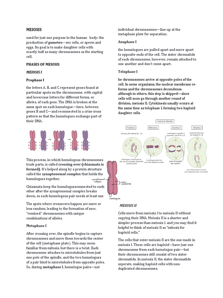 Meiosis Reviewer | PDF | Meiosis | Mitosis