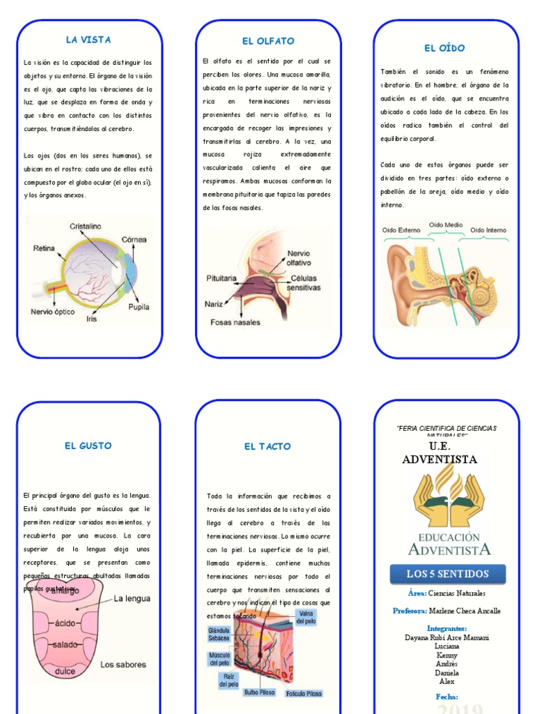 Triptico Los Sentidos | PDF | Percepción visual | Oído