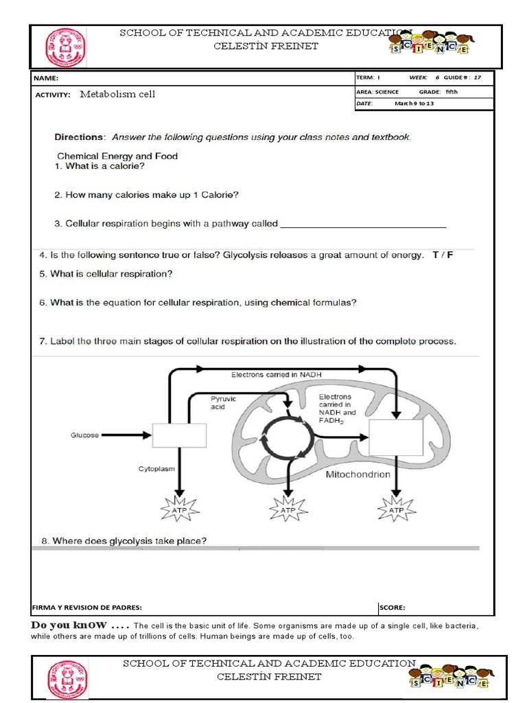Fifth Grade Science: Cell Metabolism Guide | PDF