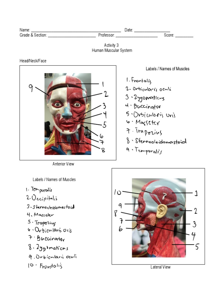 Muscular System PDF | PDF | Primate Anatomy | Lower Limb Anatomy
