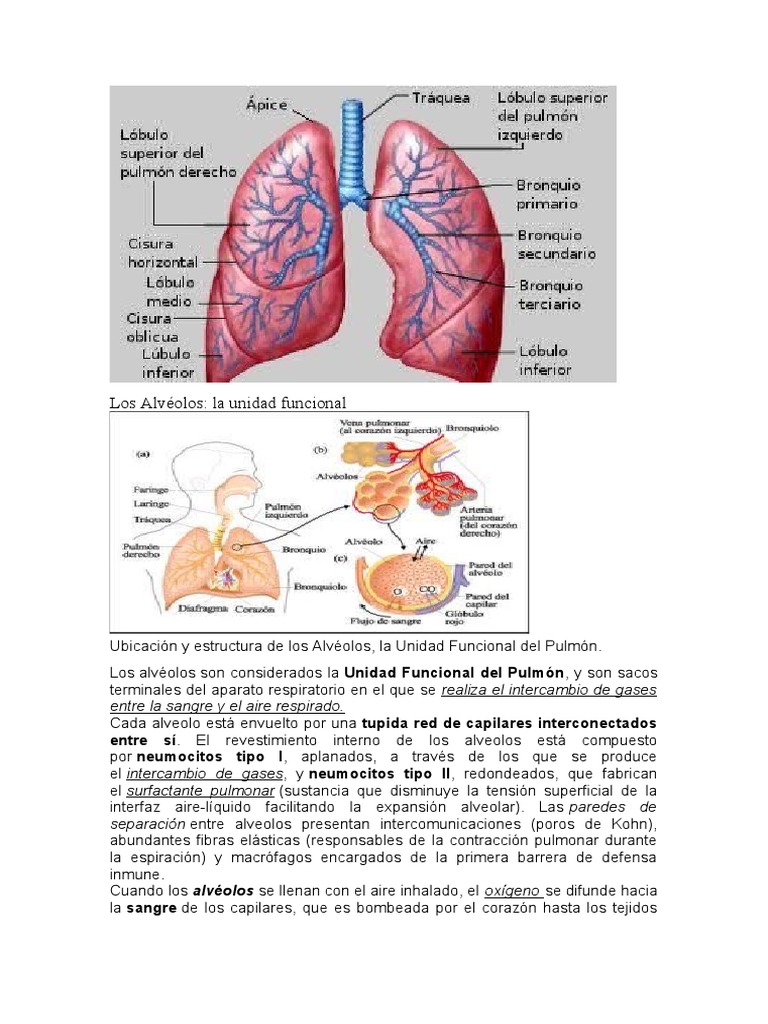 Anatomia Del Pulmon | PDF