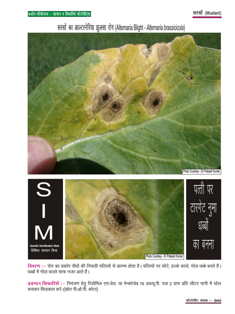 IRPS - Mustard (Diseases) | PDF | Fungus | Microbiology