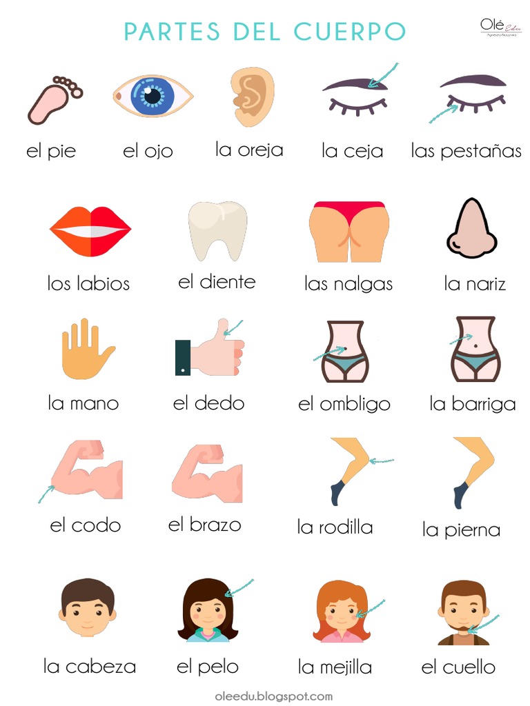 Partes Del Cuerpo, Domino PDF | PDF | Cuerpo humano | Sistema ...