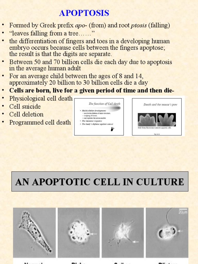 Apoptosis Lecture | PDF | Apoptosis | Biochemistry