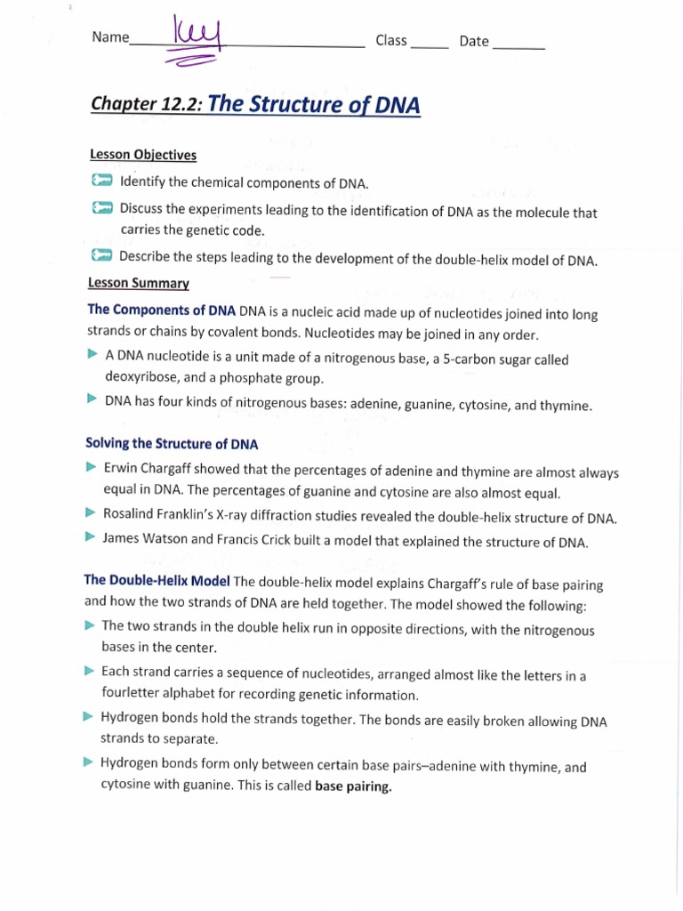 DNA Review Packet KEY To Study PDF | PDF