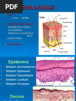 Dermatology Flap CPT Codes Guide | PDF | Teaching Methods & Materials ...