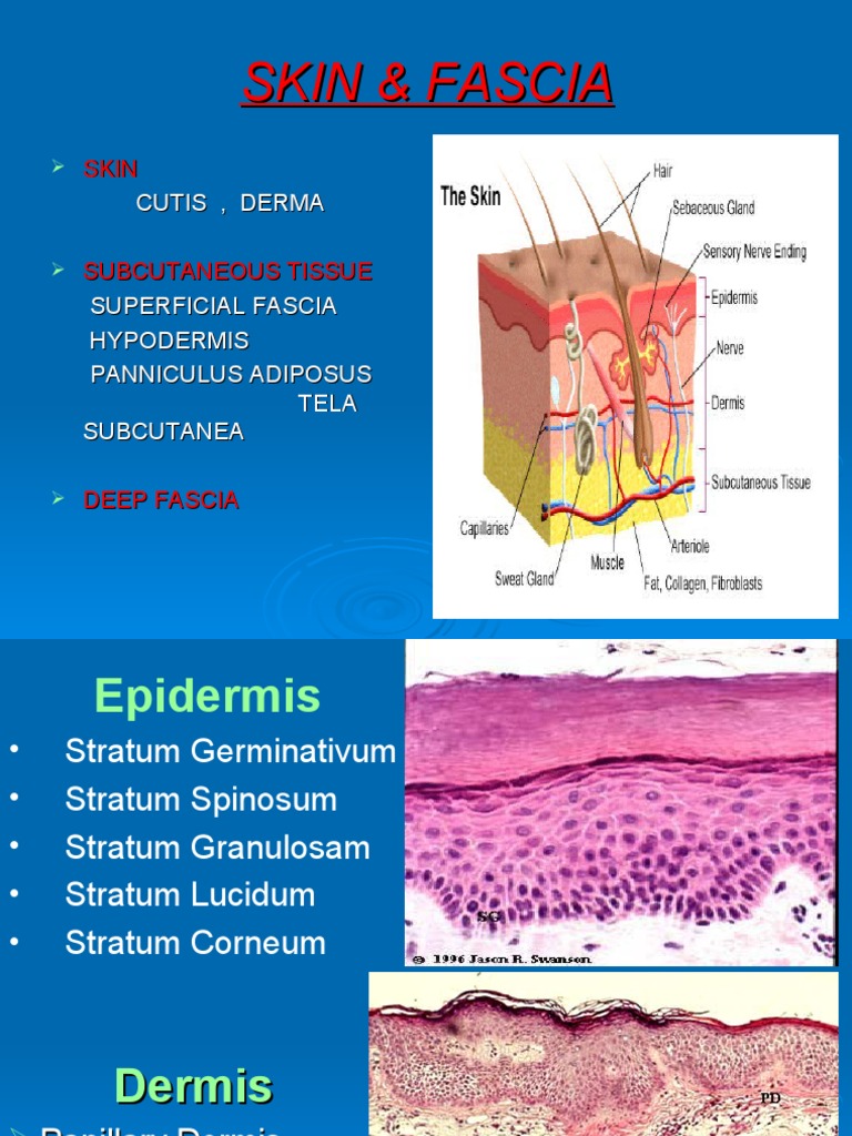 Anatomy of Skin and Fascia Layers | PDF