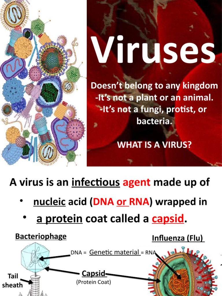 Virus Vs Cells Notes PPT IPC | PDF | Virus | Pathogen