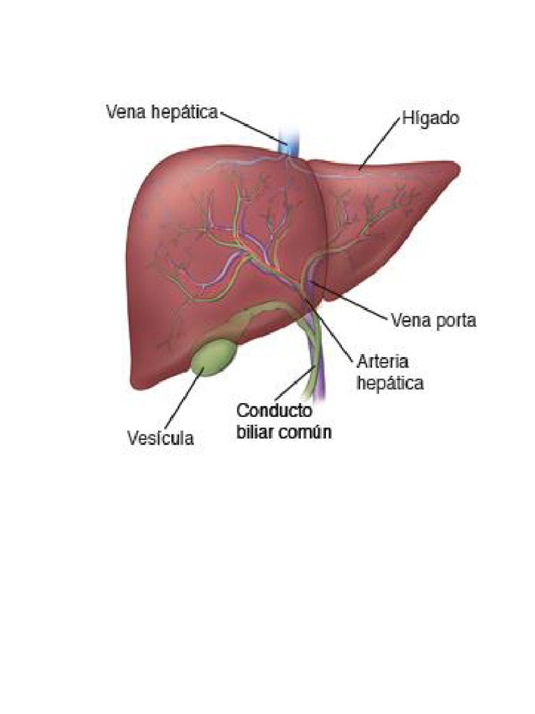 El Higado y Sus Partes | PDF