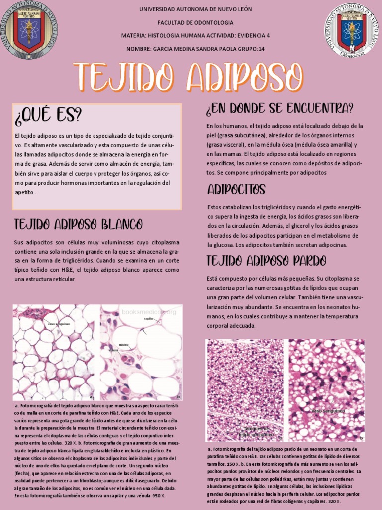 Tejido Adiposo | PDF | Tejido adiposo | Histología