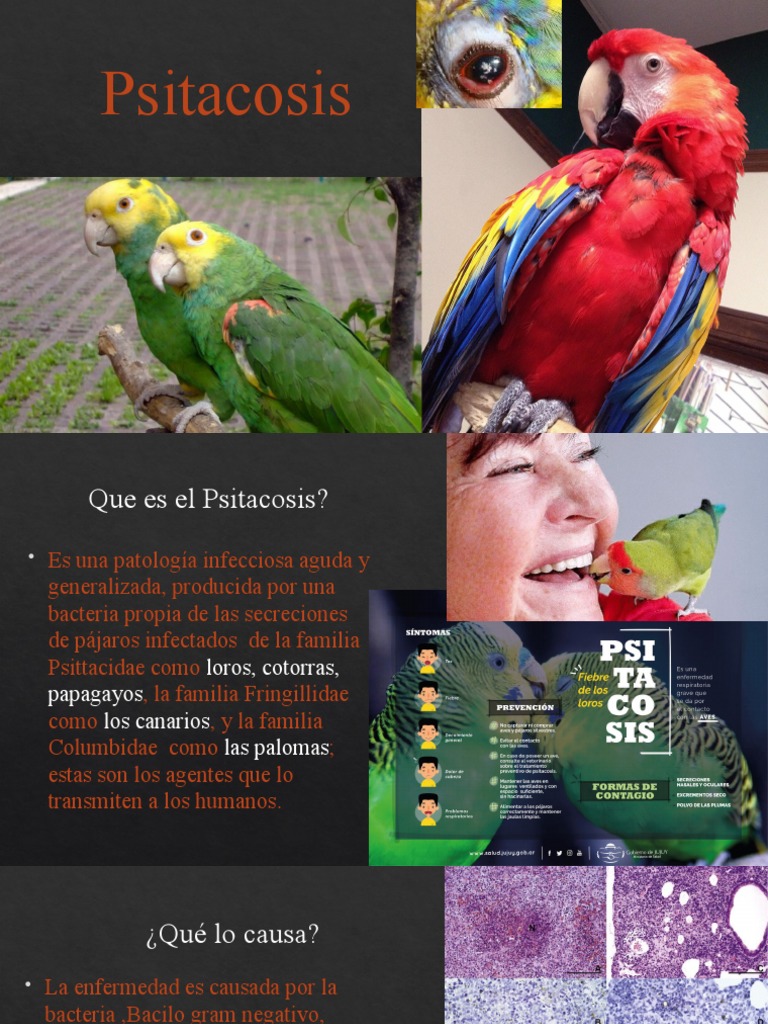 Psitacosis | PDF | Ciencias de la Salud | Patologia clinica