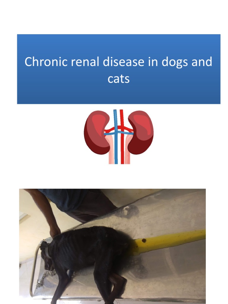 Diseases of Urinary System | PDF | Kidney | Chronic Kidney Disease