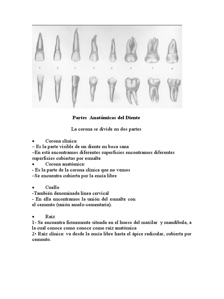 Anatomía de Dientes Temporales | PDF | Diente | Anatomia dental