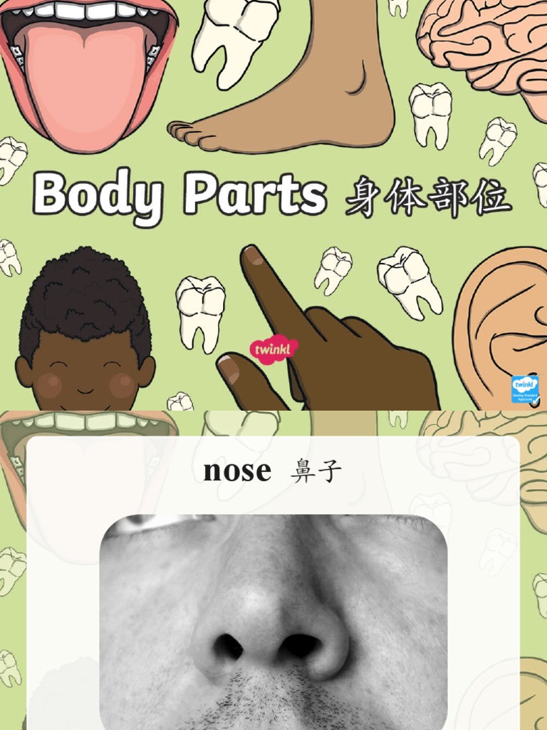 Ma T e 494 Parts of The Body Powerpoint English Mandarin Chinese | PDF