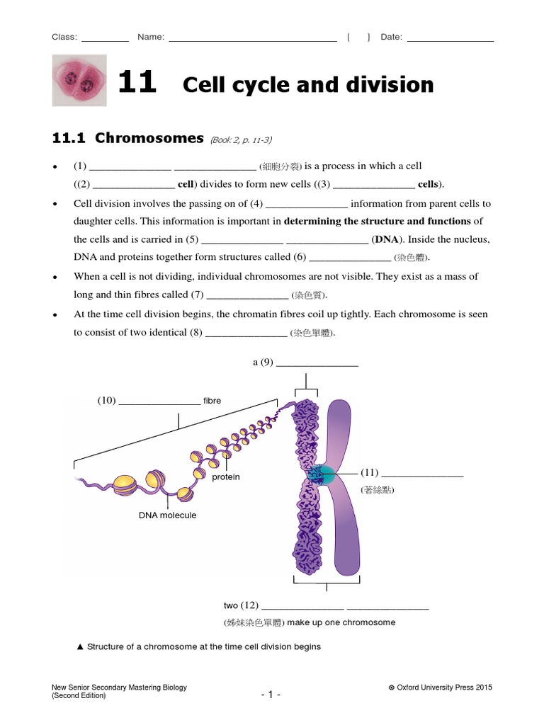 Ws ch11 Bio | PDF | Meiosis | Mitosis