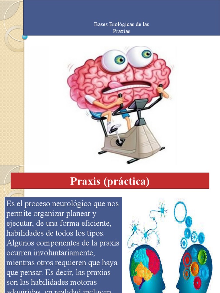 BB de Las Praxias | PDF | Cerebro | Anatomía humana