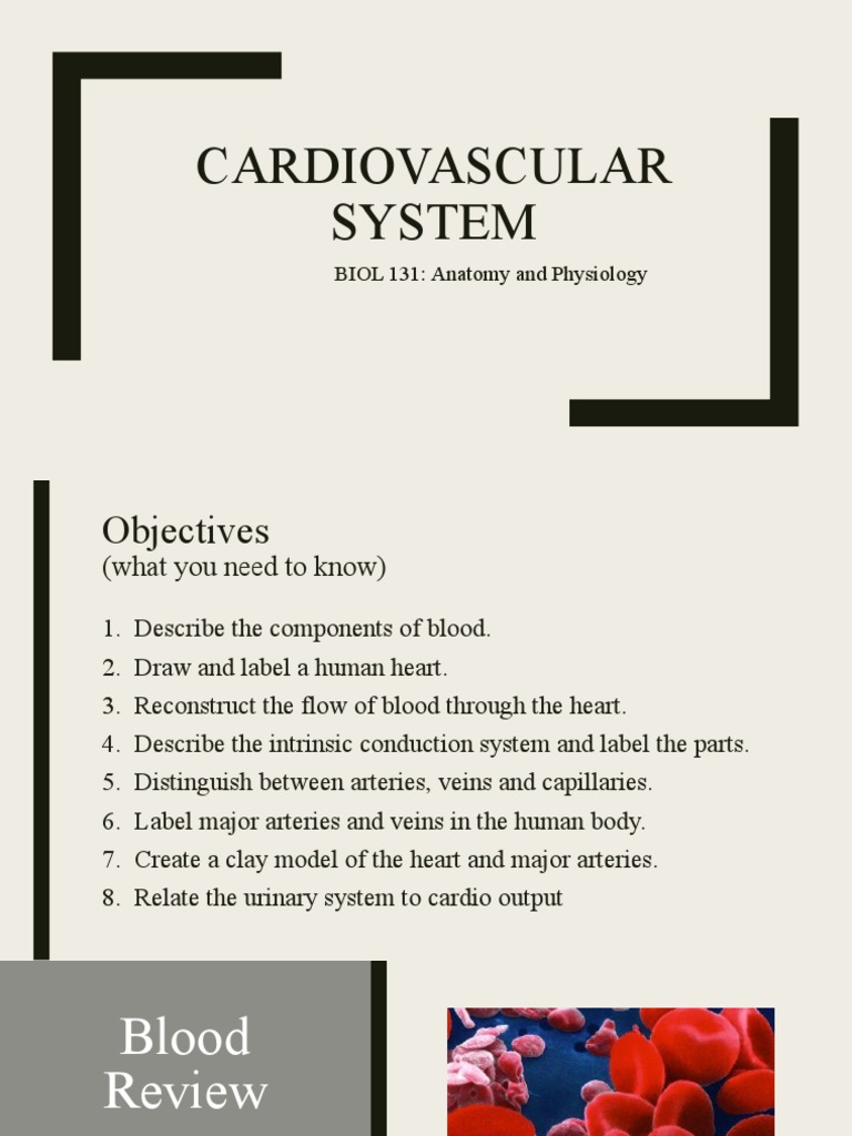 Cardiovascular System Powerpoint | PDF | Artery | Vein