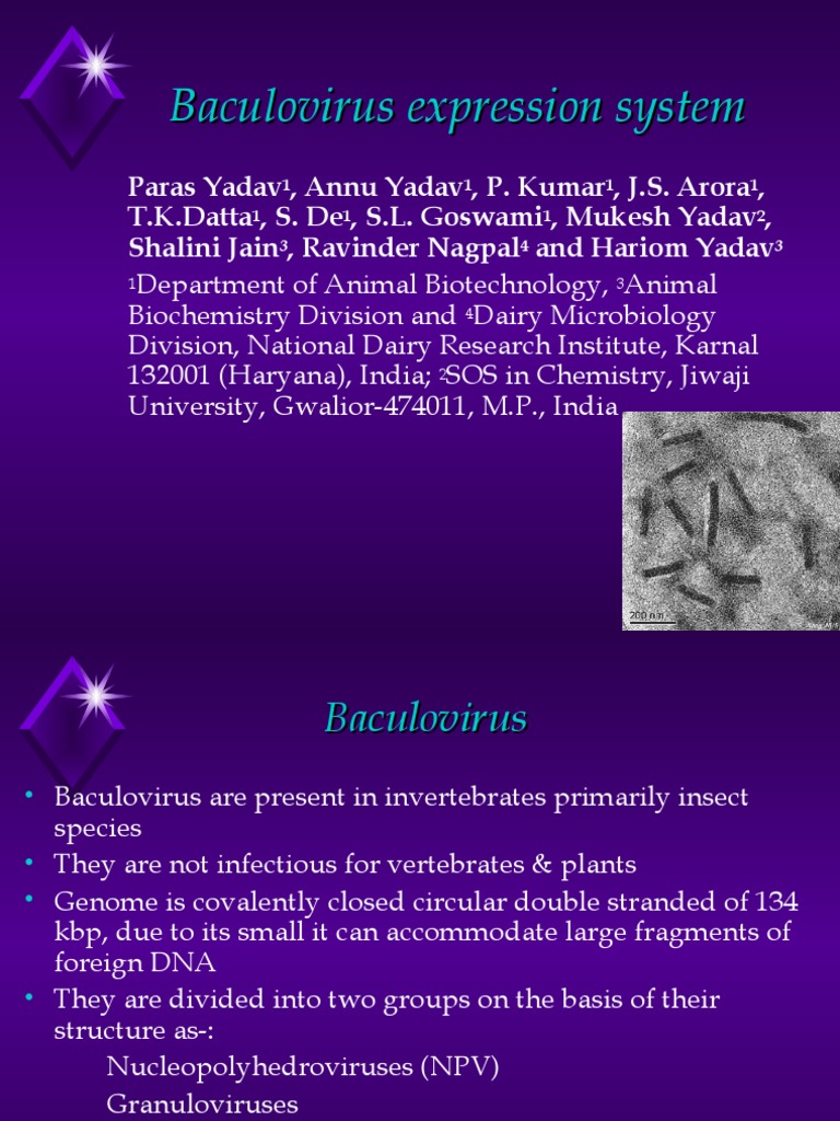 Baculovirus Expression System | PDF