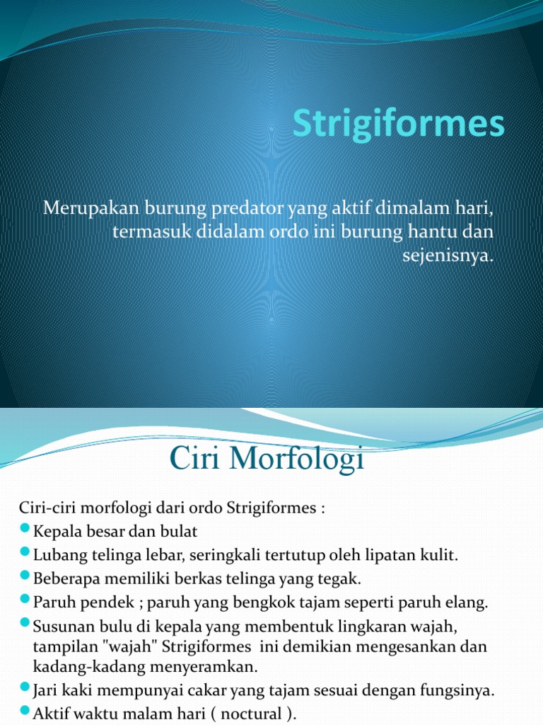 Ciri dan Habitat Ordo Strigiformes | PDF | Griya & Taman | Sains ...