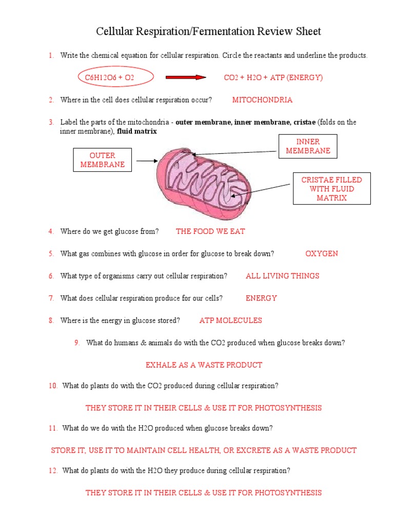 Cellular Respiration - Fermentation Review Worksheet | PDF | Cellular ...