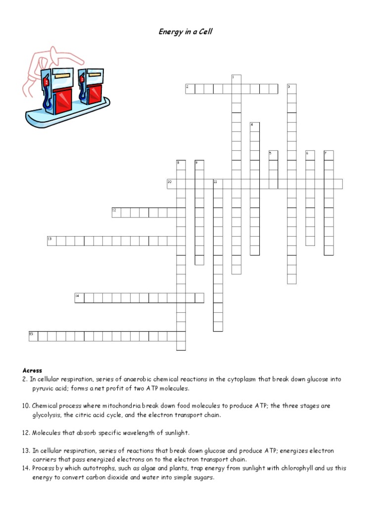Photosynthesis and Cellular Respiration Puzzle | PDF | Photosynthesis ...