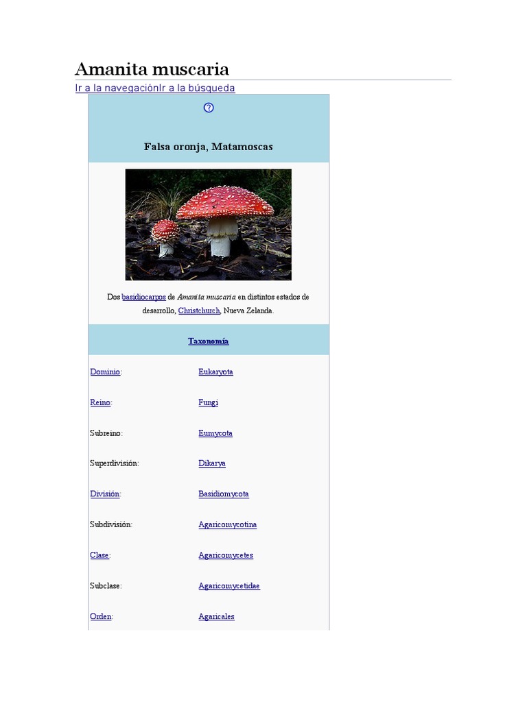 Amanita Muscaria | PDF | Hongo | Naturaleza