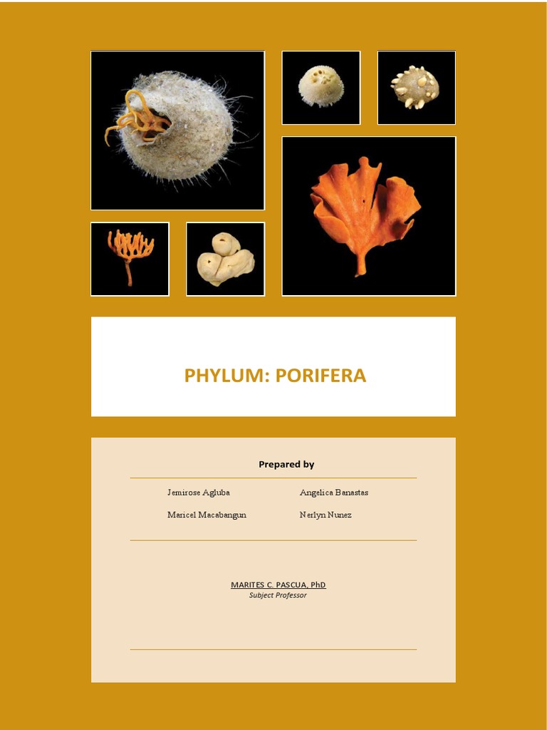 Poriferans For | Download Free PDF | Sponge | Aquatic Animals