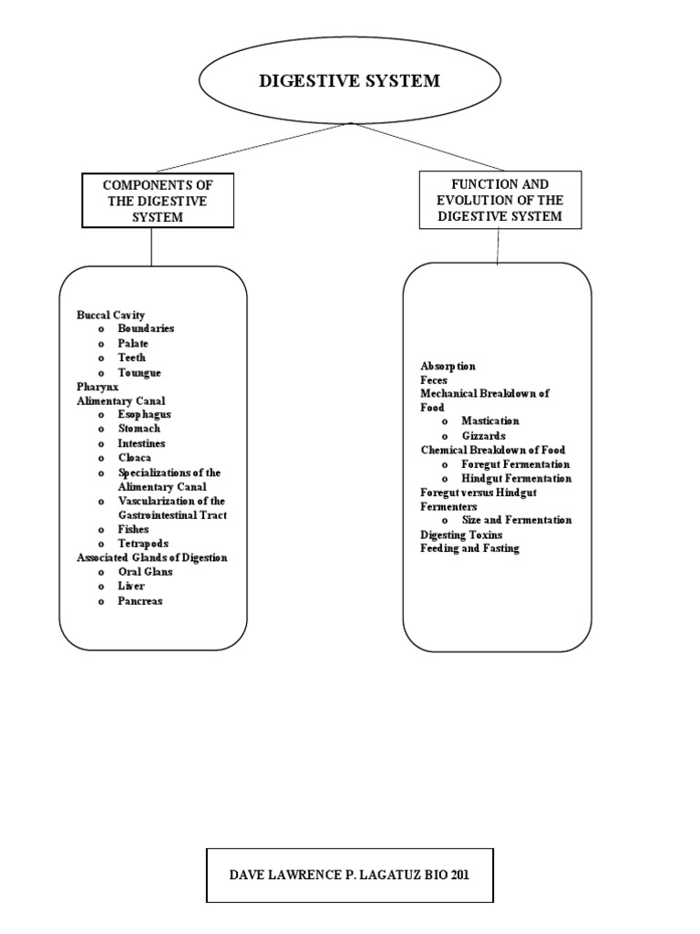 Digestive System: Function and Evolution of The Digestive System ...